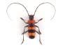 godofinsects.com :: Long-horned Beetles (Cerambycidae)