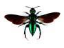 godofinsects.com :: Bees, Wasps & Ants