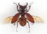 godofinsects.com :: Stag Beetles (Lucanidae)