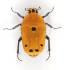 godofinsects.com :: Scarab Beetles (Scarabaeidae)
